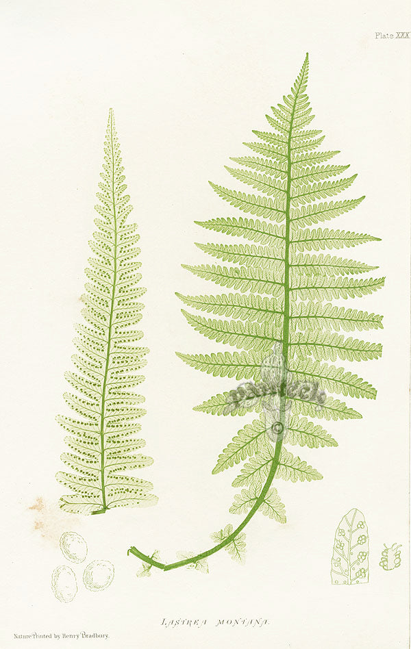 Bradbury Ferns Lastrea Montana