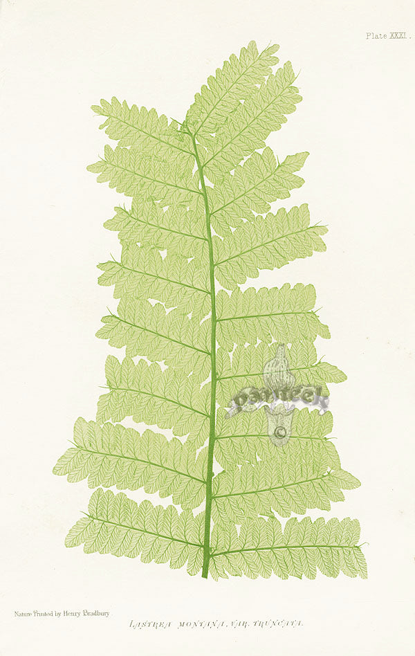 Bradbury Ferns Lastrea Montana Trun. | Panteek Antique Prints