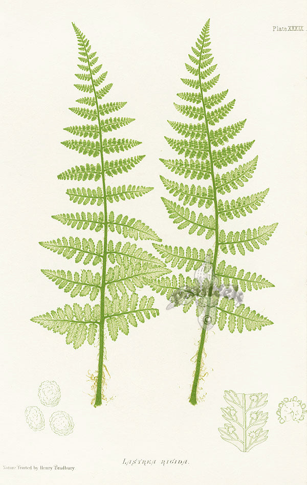 Bradbury Ferns Lastrea Rigida | Panteek Antique Prints