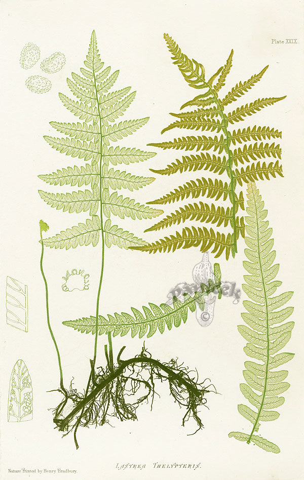 Bradbury Ferns Lastrea Thelypteris
