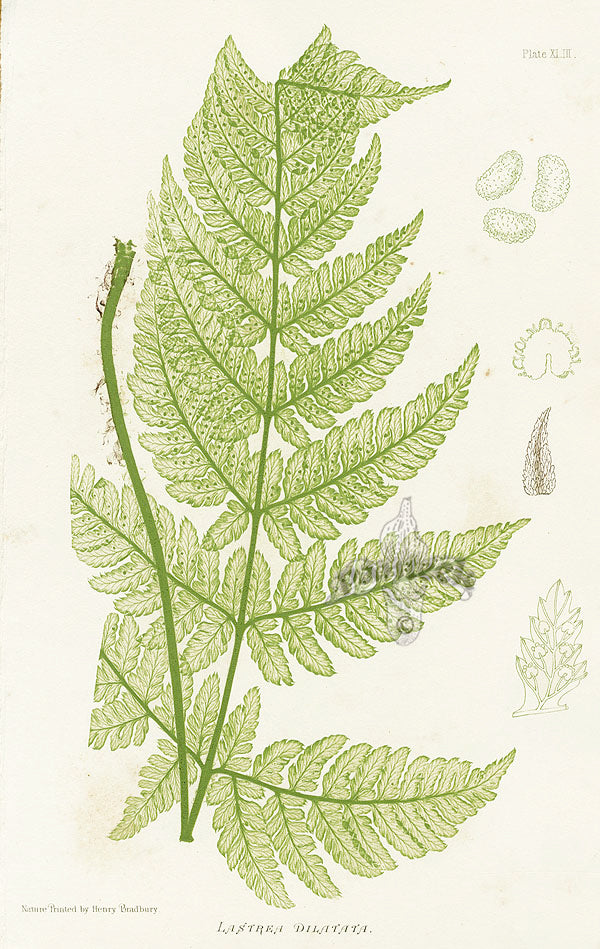 Bradbury Nature Printed Ferns Lastrea Dilatata | Panteek Antique Prints