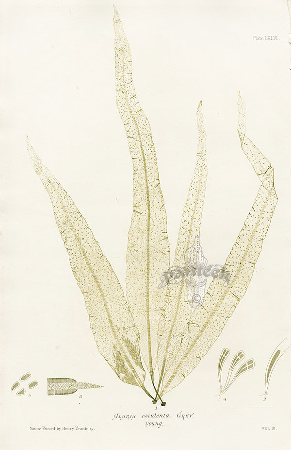 Bradbury Seaweed Alaria Esculenta | Panteek Antique Prints