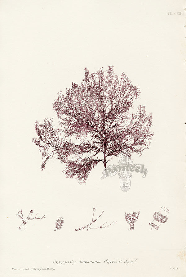 Bradbury Seaweed Ceramium Diaphanum