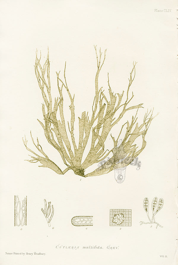 Bradbury Seaweed Cutleria Multifida | Panteek Antique Prints