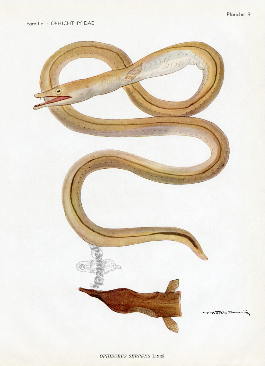 Brissonniere Mediterranean Serpent Eel | Panteek Antique Prints