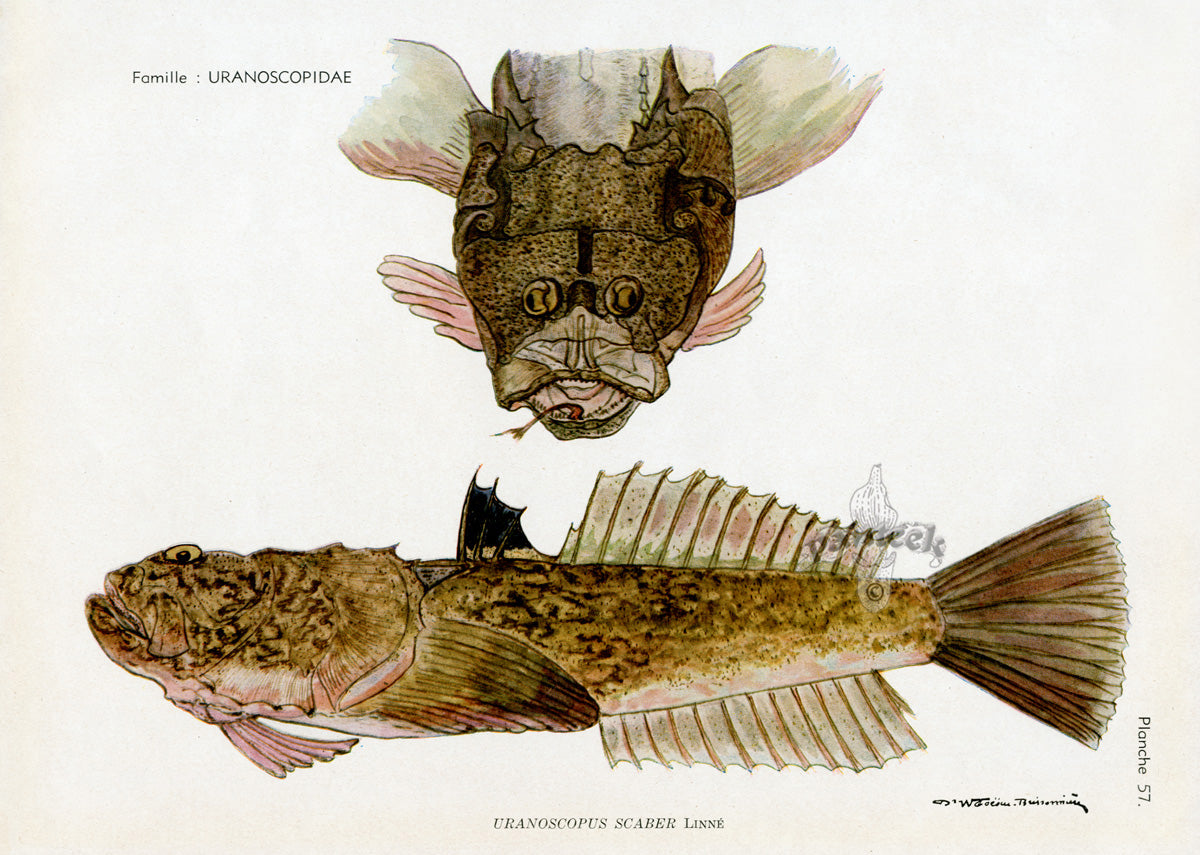 Brissonniere Mediterranean Stargazer | Panteek Antique Prints