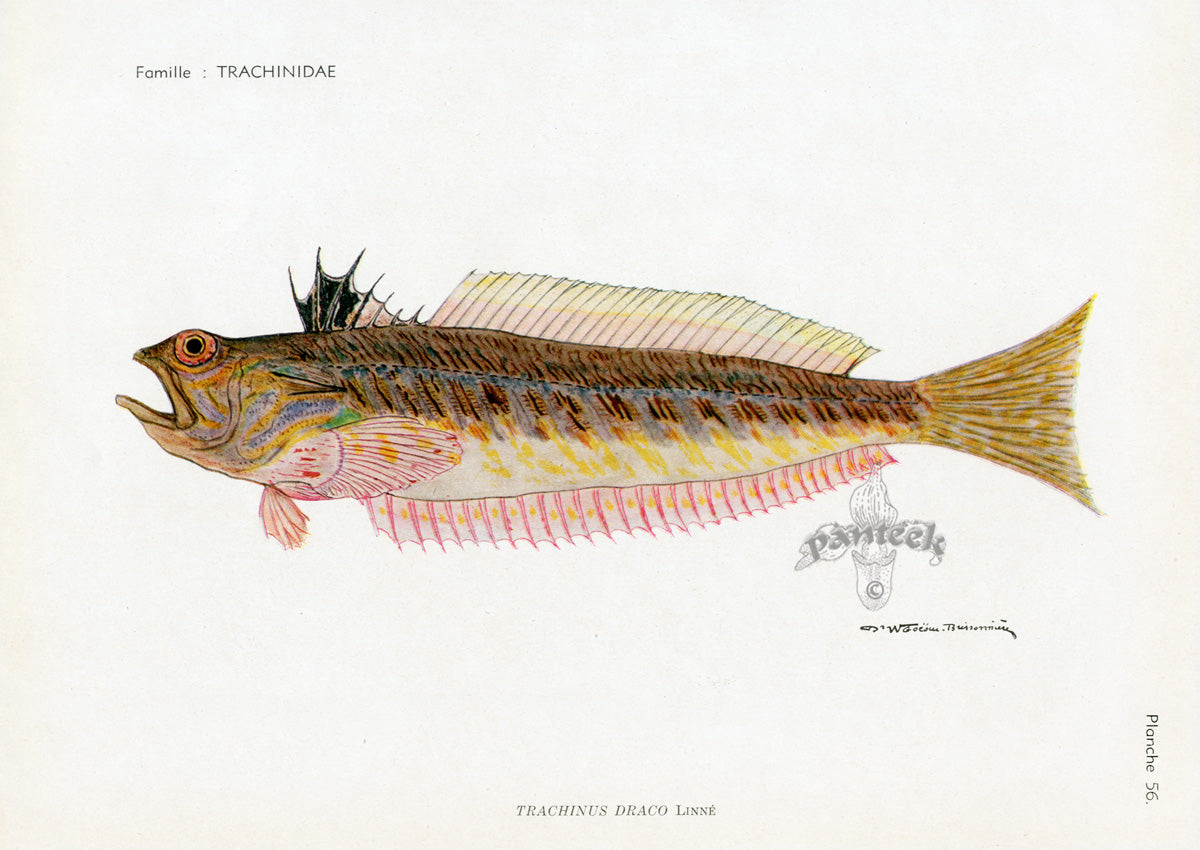 Brissonniere Mediterranean Weeverfish | Panteek Antique Prints