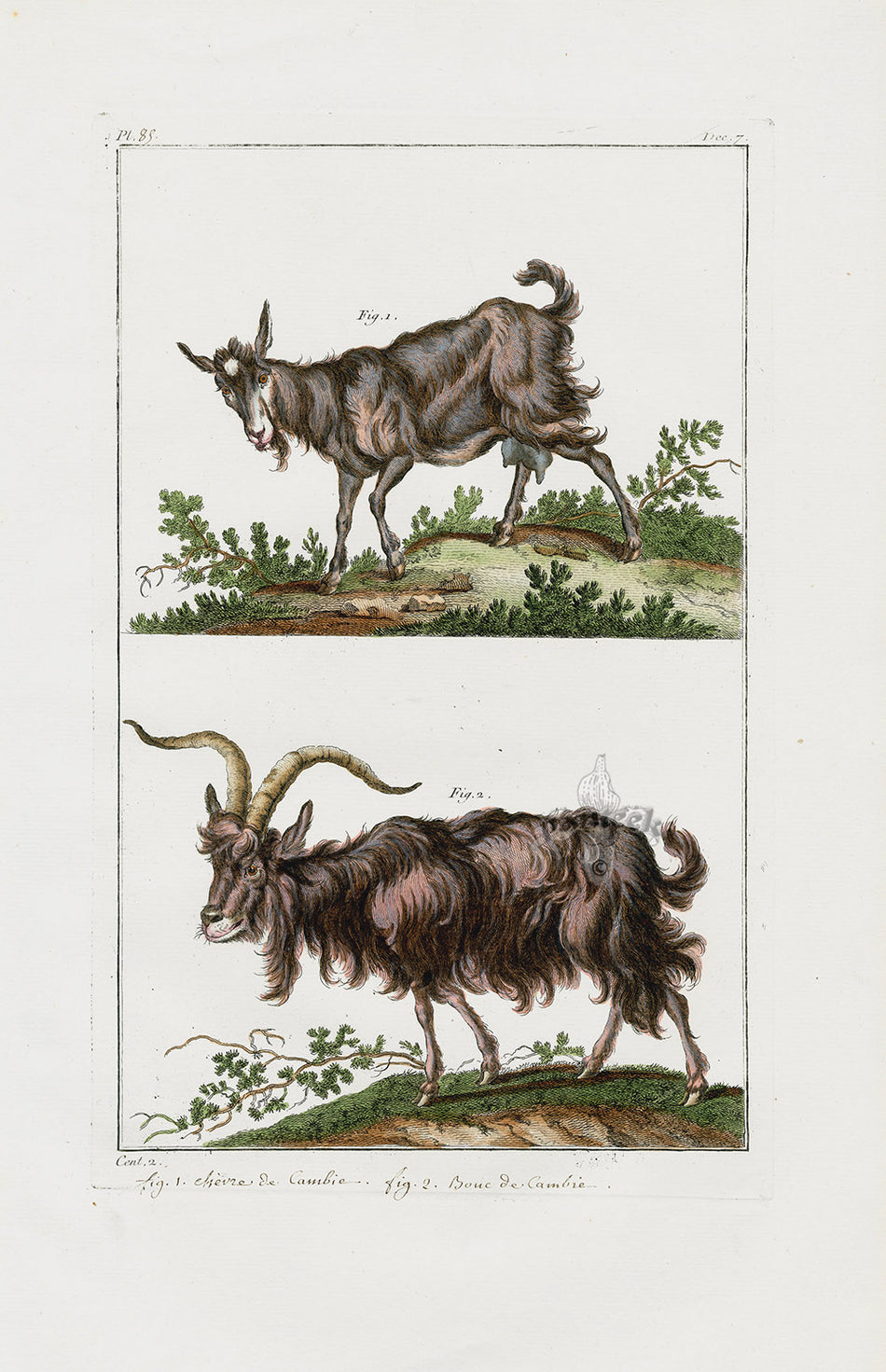 Buchoz 1782 Dons Merveilleux Mammals