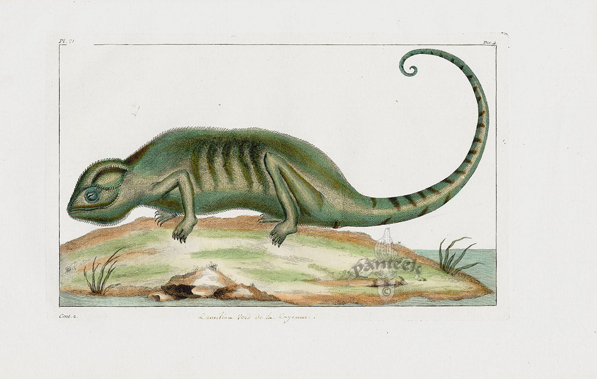 Buchoz Dons Merveilleux Green Chameleon