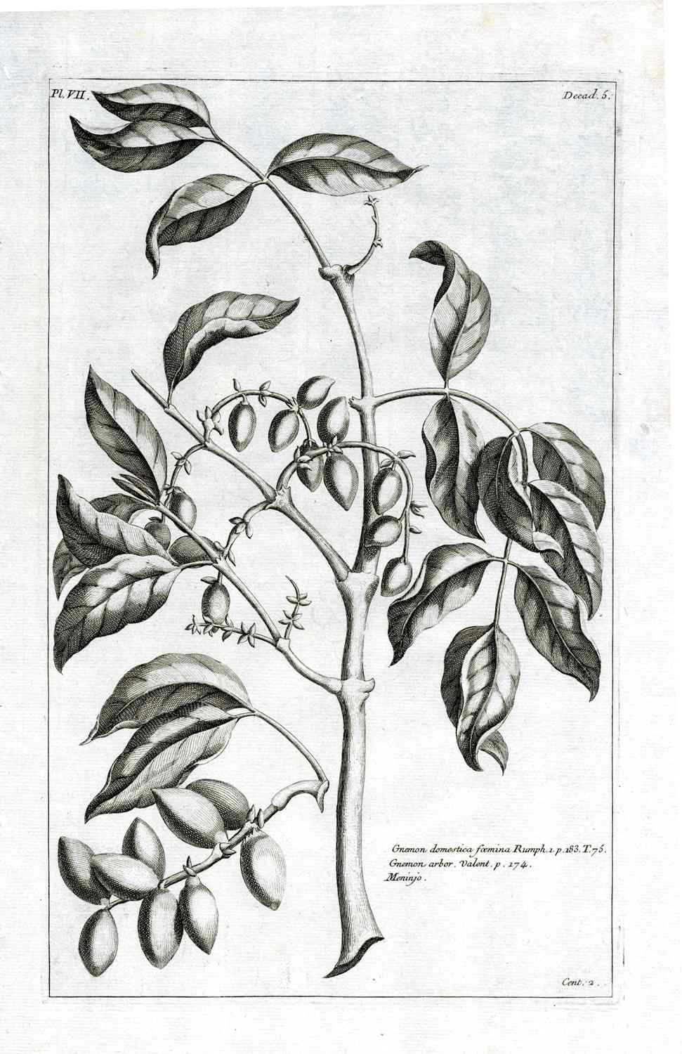 Buchoz Herbier 1783 Gnemon | Panteek Antique Prints