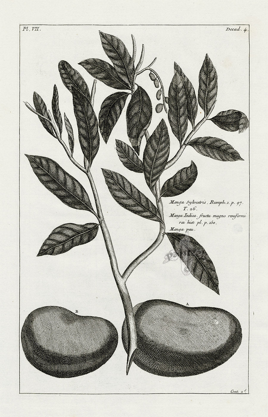 Buchoz Herbier 1783 Mangos | Panteek Antique Prints