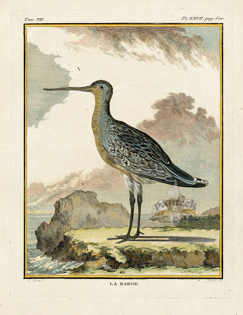 Buffon Bird 1766 Barge | Panteek Antique Prints