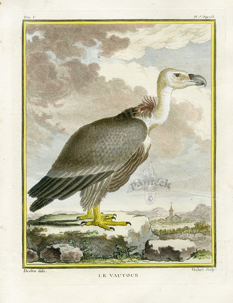 Buffon Bird 1766 Vulture | Panteek Antique Prints