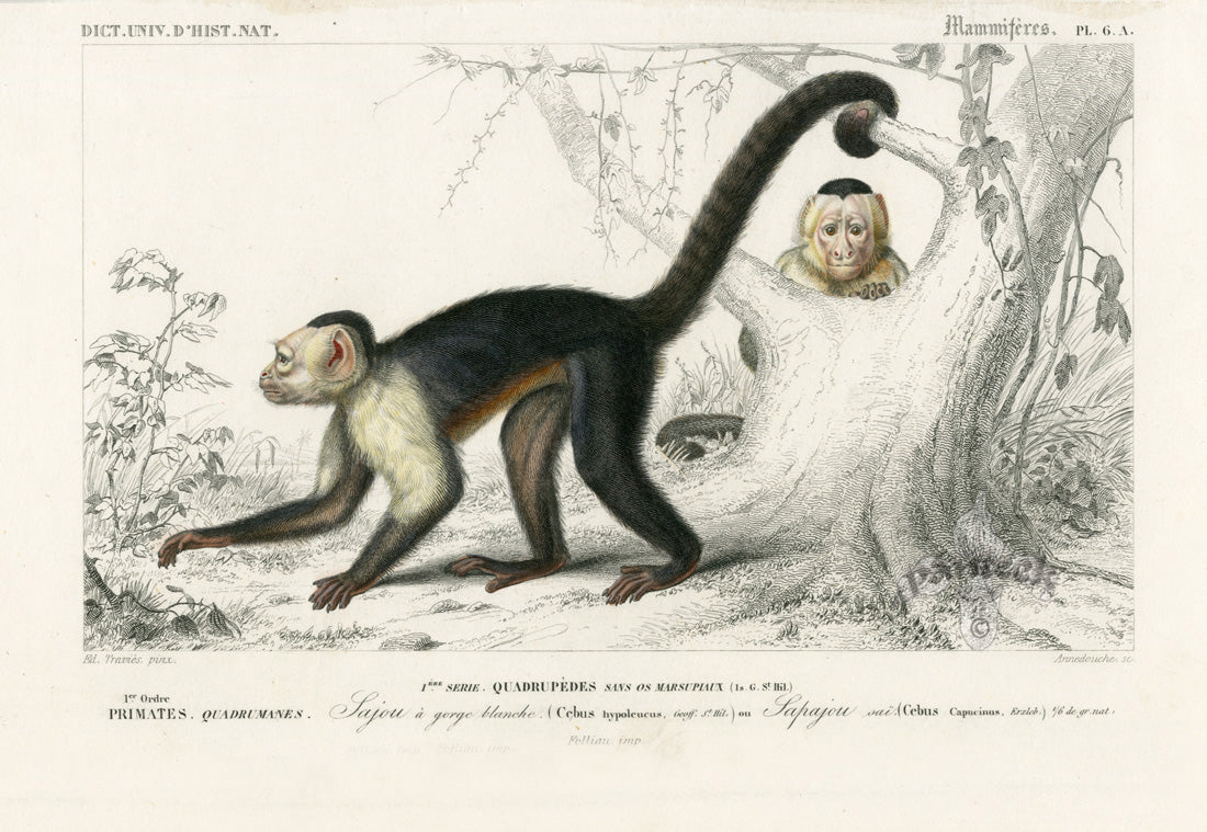 Charles D’Orbigny Natural History Animal Original Print Monkey ...
