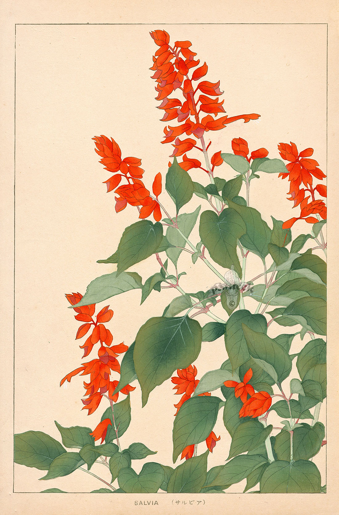 Chigusa Soun Salvia | Panteek Antique Prints