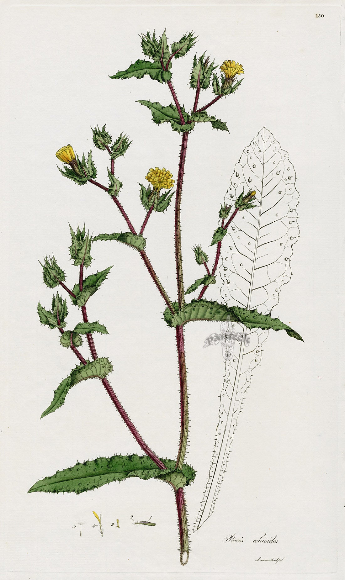Curtis Flora Pieris Echioides | Panteek Antique Prints