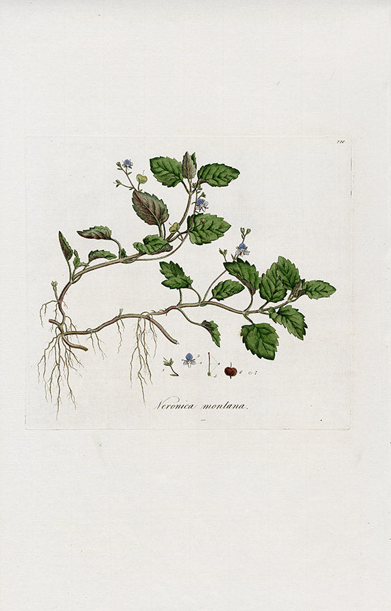 Curtis Flora Polygonum Aviculare