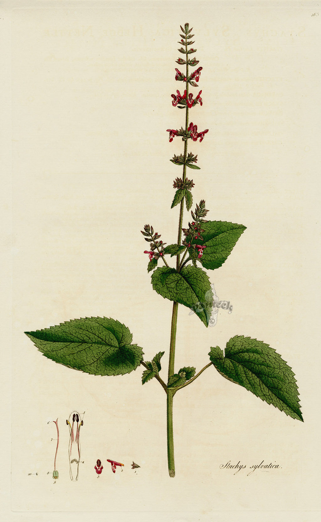 Curtis Flora Stachys sylvatica | Panteek Antique Prints
