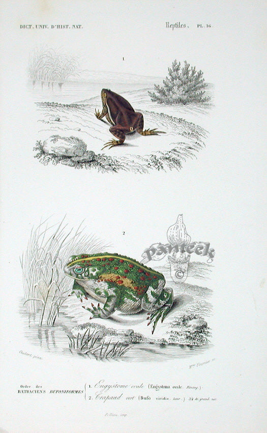D'Orbigny Antique Reptile, Amphibian Print 1849 Green Toad | Panteek ...