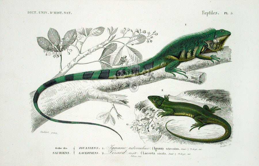 D'Orbigny Antique Reptile, Amphibian Print 1849 Iguana, Green Lizard ...