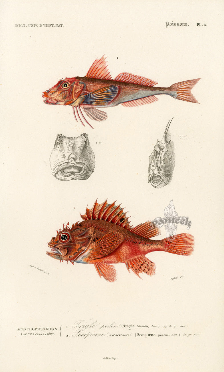 Dictionnaire Universel Histoire Naturelle Trigla Fish | Panteek Antique ...