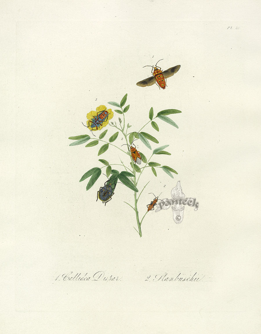 Donovan Insects of China Antique Print Callidea Moth | Panteek Antique ...