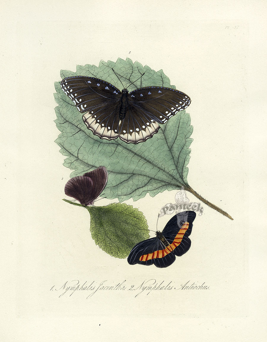 Donovan Insects of China Antique Print Jacintha Butterfly | Panteek ...