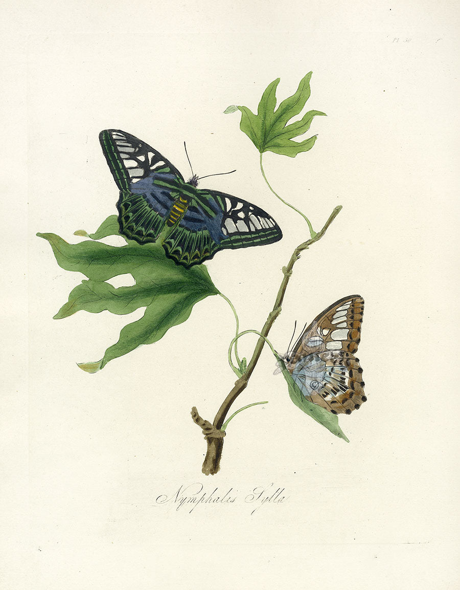 Donovan Insects of China Antique Print Nymphalis Butterfly | Panteek ...