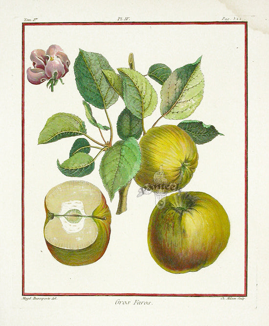 Duhamel du Monceau French Antique Fruit 1768 Faro Apple | Panteek ...