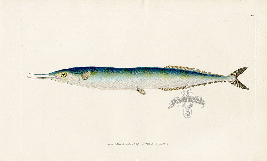 Edward Donovan Fish Print 1802 Skipper Pike | Panteek Antique Prints