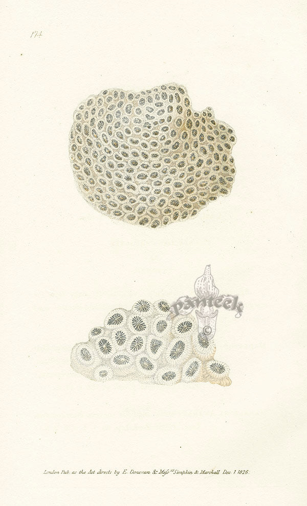 Edward Donovan Naturalist Repository Print Madrepore Coral | Panteek ...