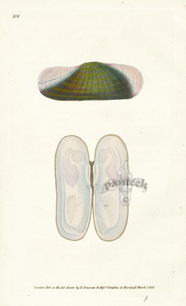 Edward Donovan Naturalist Repository Print Solen | Panteek Antique Prints