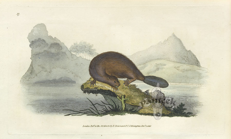 Edward Donovan Original Mammal Print 1820 Beaver | Panteek Antique Prints