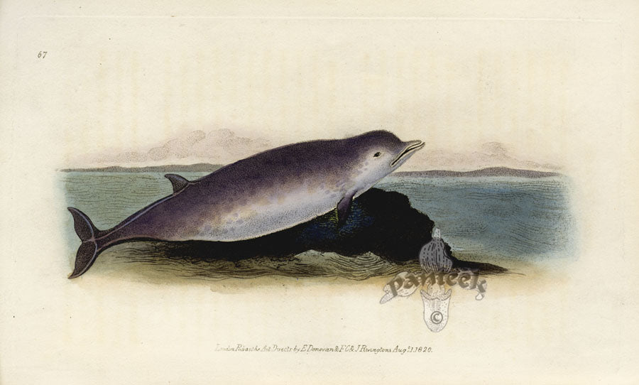 Edward Donovan Original Mammal Print 1820 Bidentated Dolphin | Panteek ...