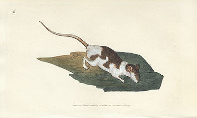 Edward Donovan Original Mammal Print 1820 Pied Rat | Panteek Antique Prints