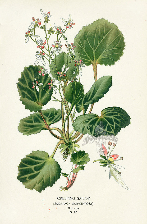 Edward Step Antique Print 1896 Creeping Sailor | Panteek Antique Prints