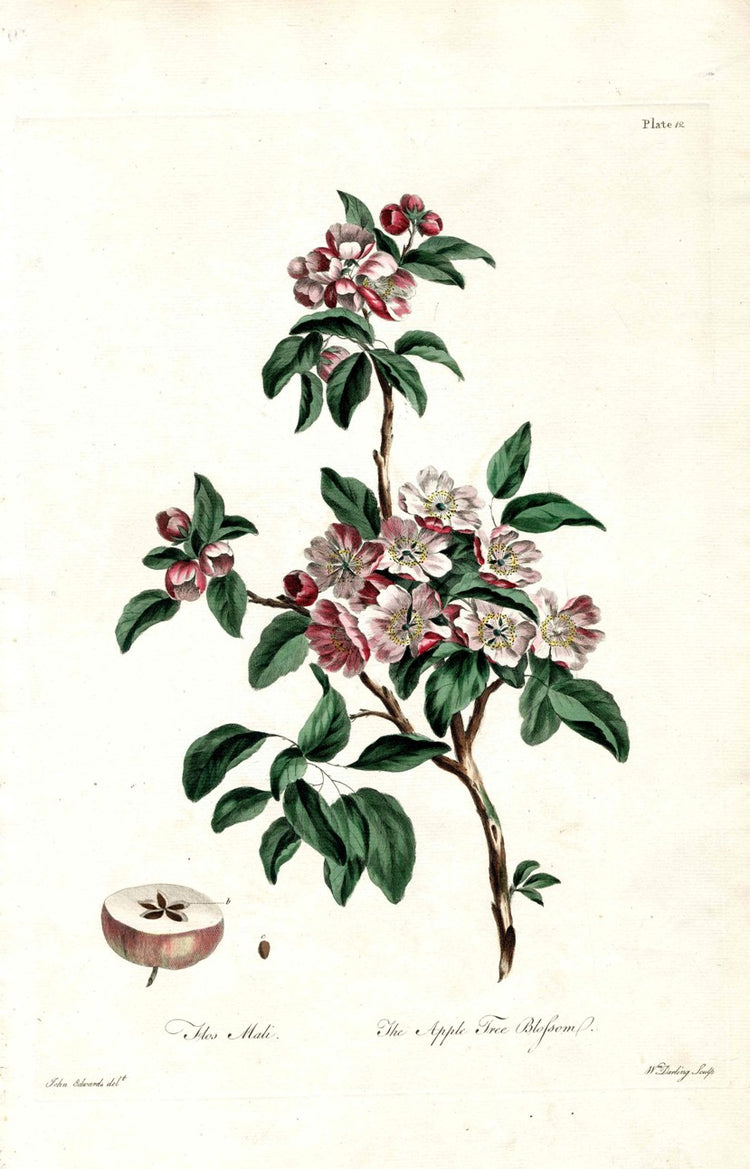 Edwards 1700 Apple Tree Blossom | Panteek Antique Prints