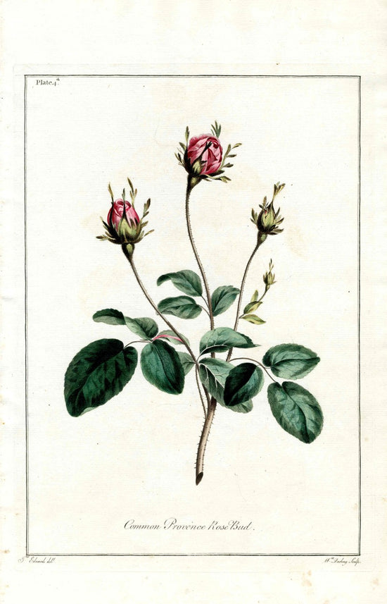 Edwards 1700 Common Provence Rosebud | Panteek Antique Prints
