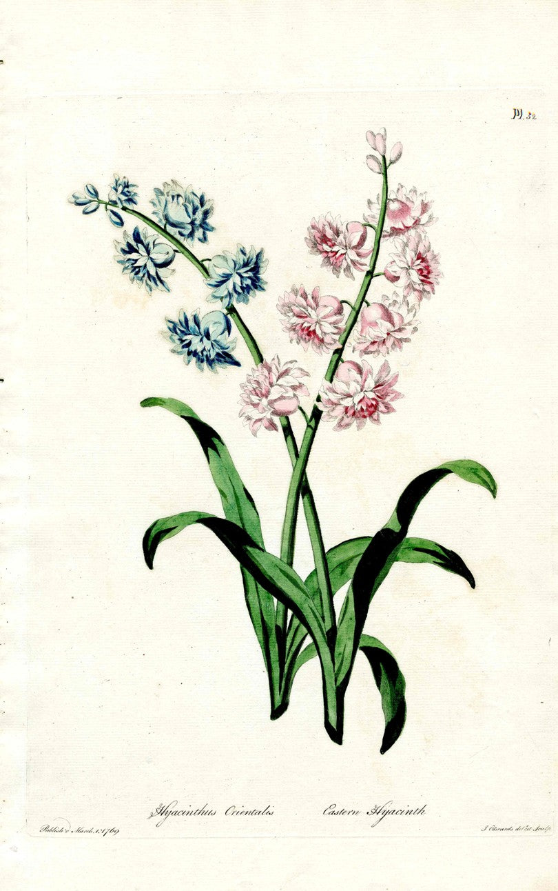 Edwards 1700 Eastern Hyacinth | Panteek Antique Prints