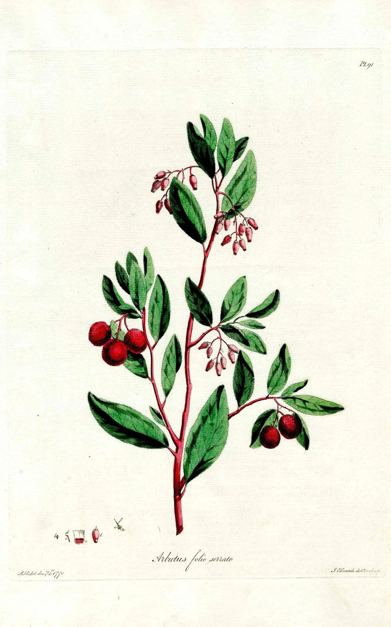 Edwards 1700 Strawberry Tree JEH60 | Panteek Antique Prints