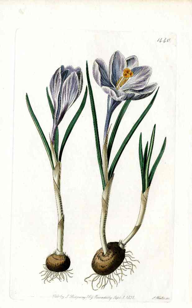 Edwards Botanical Crocus | Panteek Antique Prints