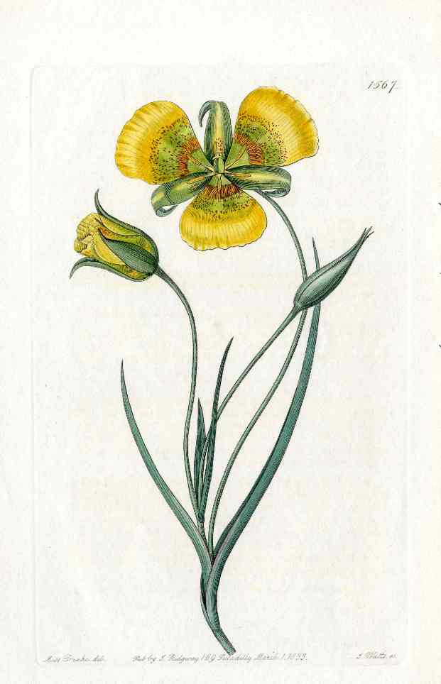 Edwards Botanical Monastery Bells | Panteek Antique Prints