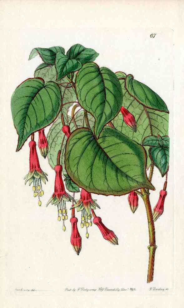 Edwards Botanical Splendid Fuchsia | Panteek Antique Prints