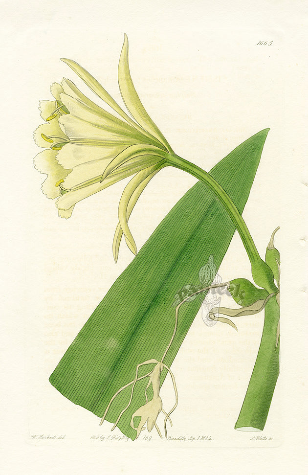 Edwards Botanical Sulphur-colored Ismene | Panteek Antique Prints