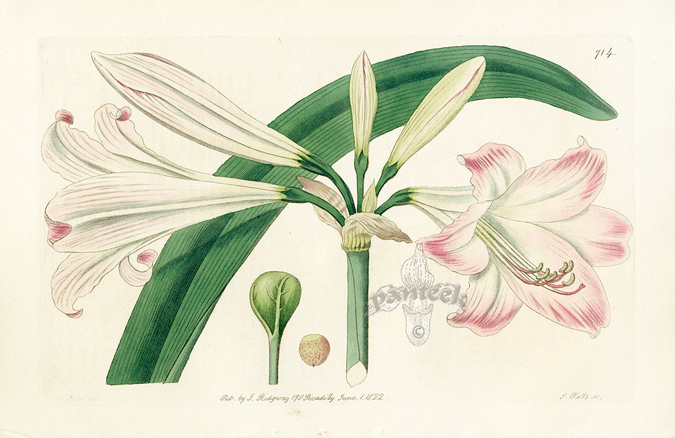 Edwards Botanical Tate's Amaryllis | Panteek Antique Prints