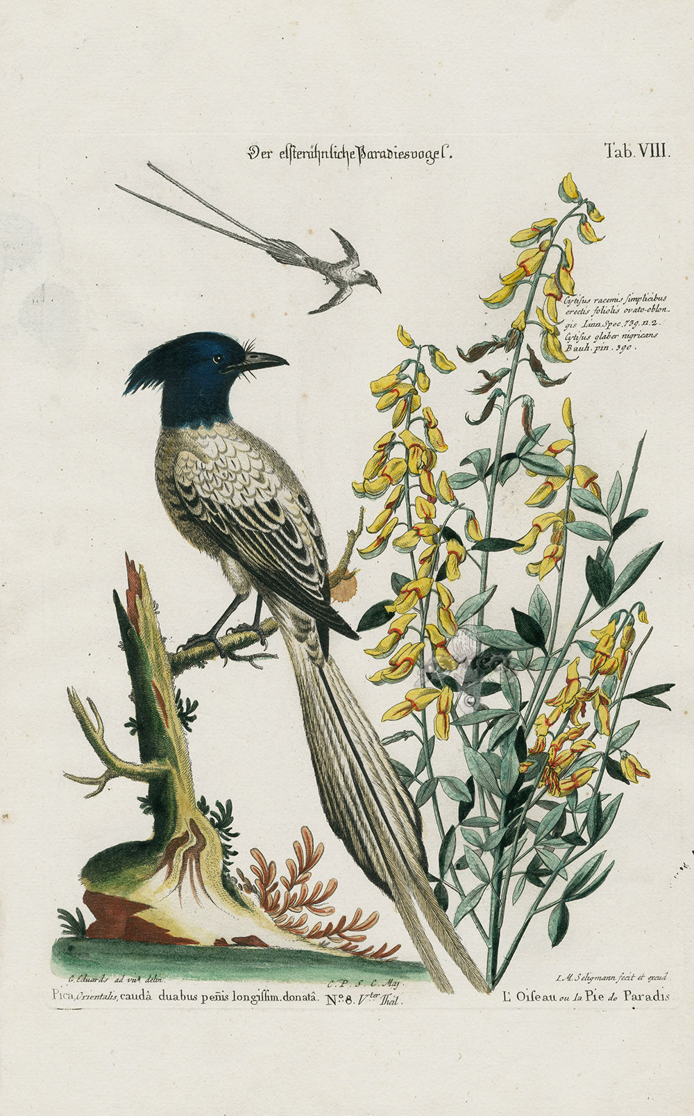 Edwards Seligmann Bird Print Long Tailed Bird Paradise | Panteek ...
