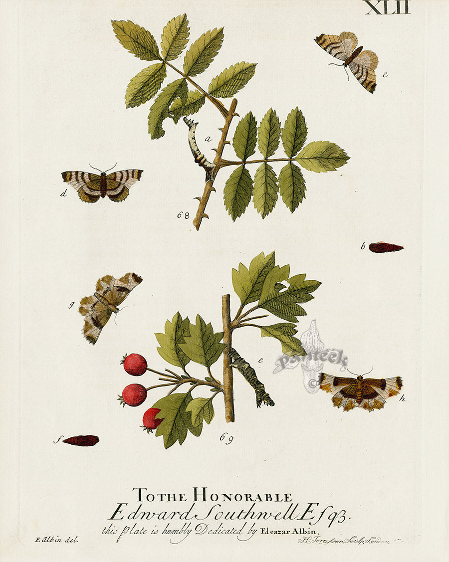 Eleazar Albin 1724 Moth Print Edward Southwell Esq | Panteek Antique Prints