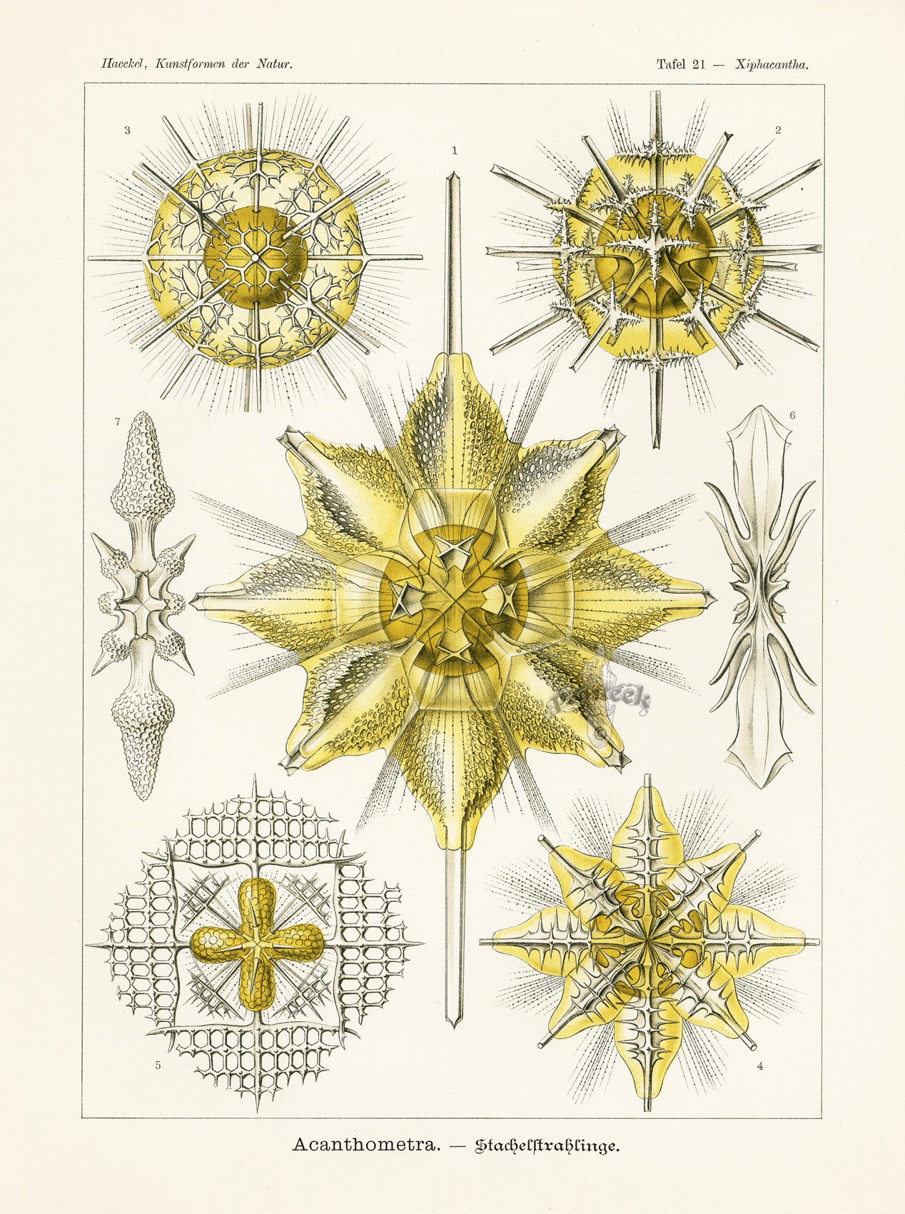 Ernst Haeckel Marine Life Shells Acanthometra | Panteek Antique Prints