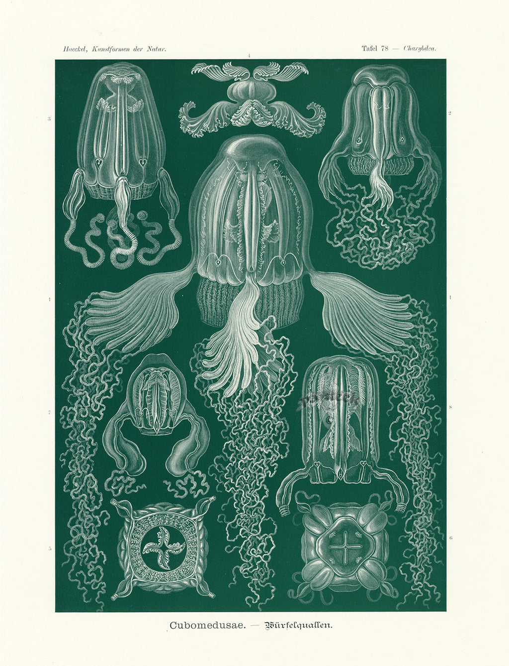 Ernst Haeckel Marine Life Shells Box Jellyfish | Panteek Antique Prints