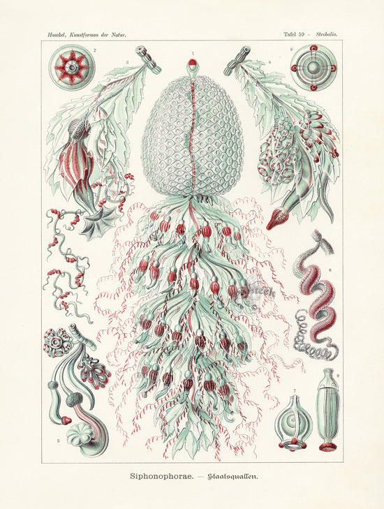 Ernst Haeckel Marine Life Shells Colonial Jellyfish | Panteek Antique ...